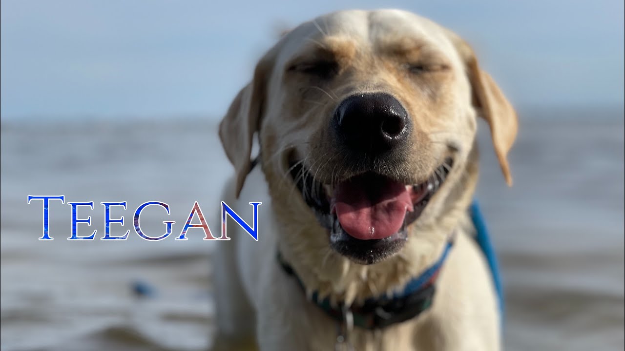 1yo Lab (Teegan) Best Dog Trainers in Alabama - YouTube