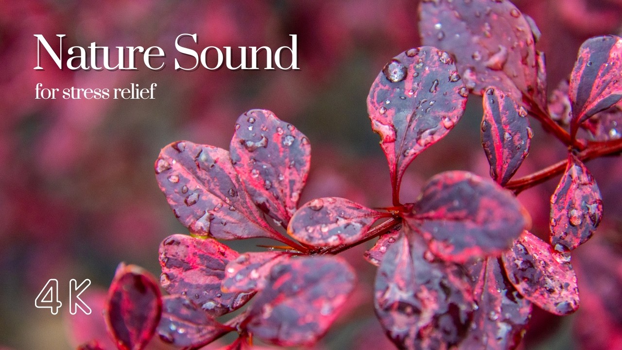 Relaxing Music & Nature Sounds for Stress Relief | Heal Your Mind, Body ...