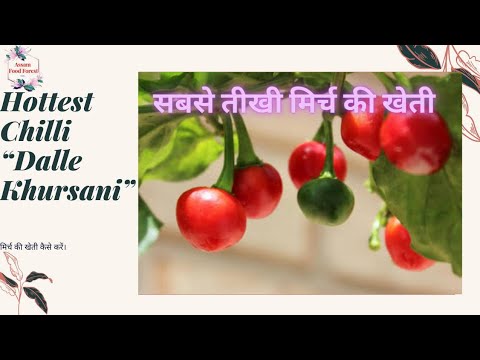 One of the Hottest chilli 'Dalle khursani ' or Cherry peppers in my ...