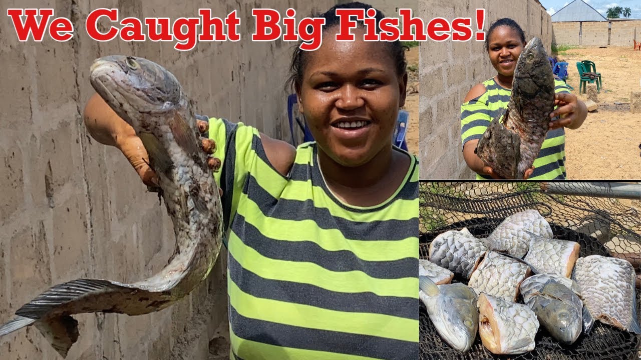 A Nigerian Village Where Fish Is Free! We Caught Big Fishes From The ...