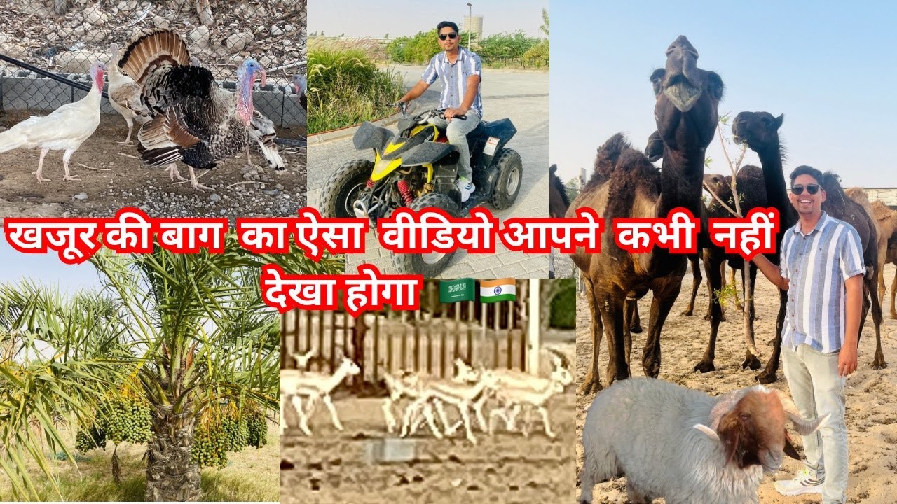 Dates Garden Saudi Arabia|खजूर की बाग में क्या क्या होता है|mazra Saudi ...
