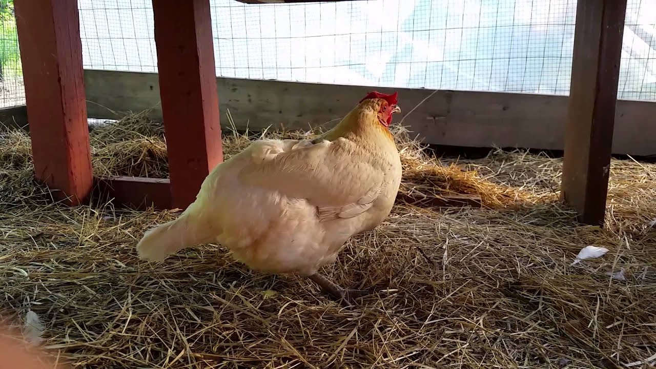 Spinning chicken - YouTube