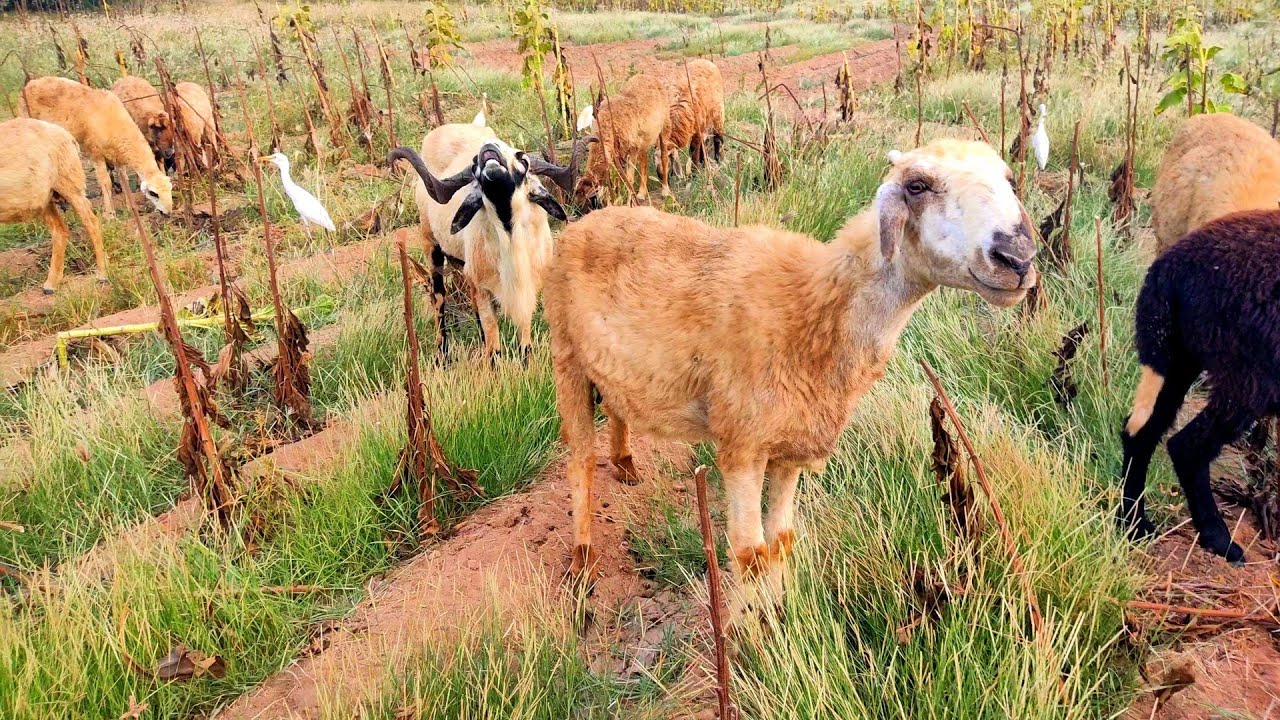 Sheep First Meeting | Animal meeting | Sheep Meeting - YouTube