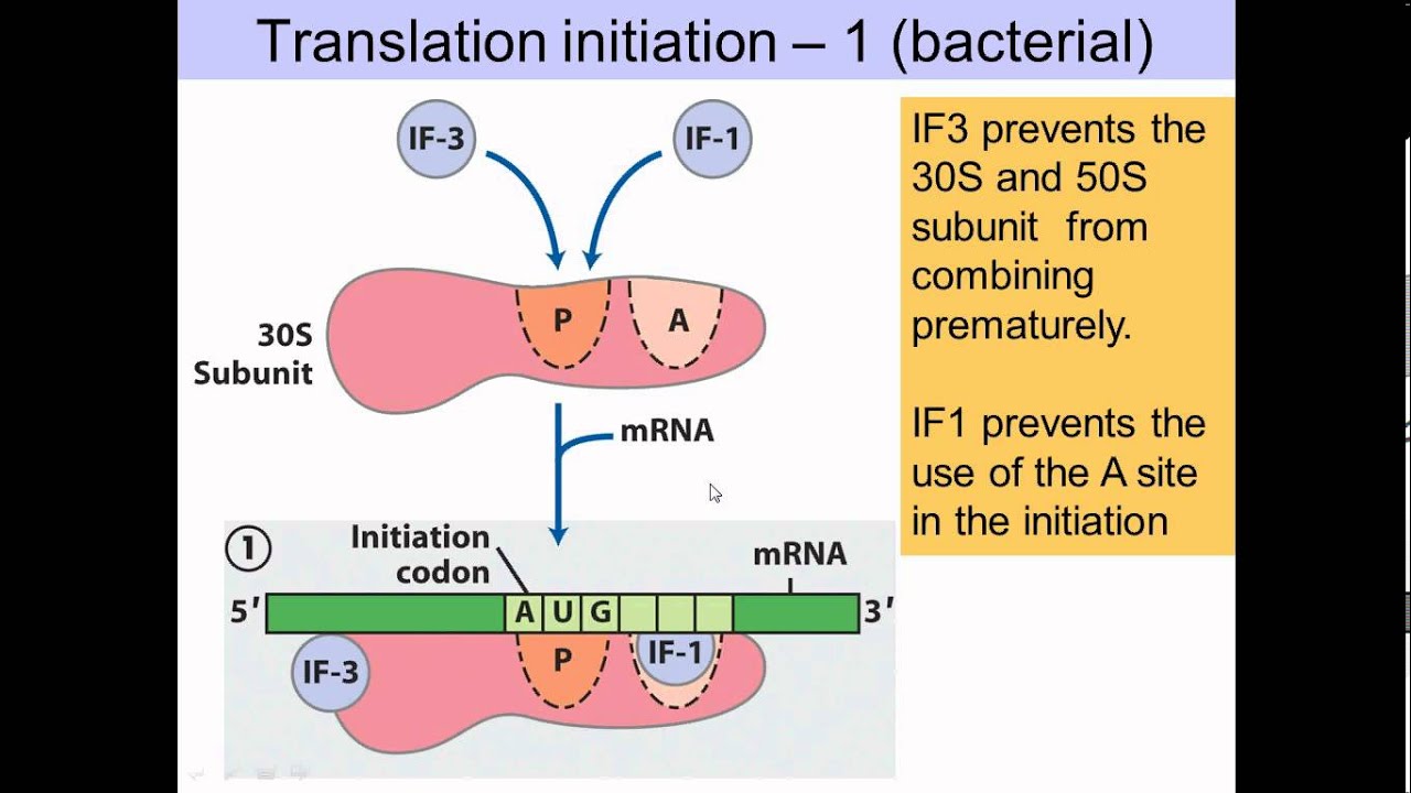 translation initiation - YouTube