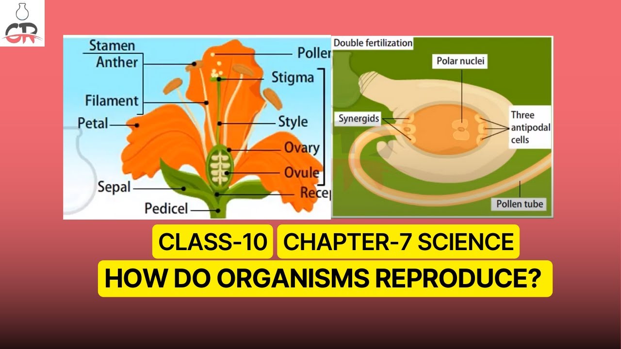 How Do Organisms Reproduce Sexual Reproduction Class 10 Chapter 7 Prt2
