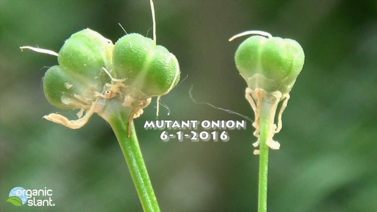 Mutant onion 6-1-2016 | Organic Slant - YouTube
