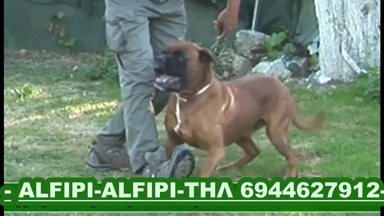 BOXER, δείτε το δάγκωμα από πιό κοντά σε αργή κίνηση. Alfipi ...