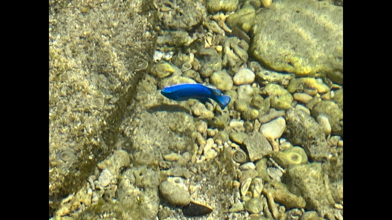 Blue Damselfish Trapped in Low Tide Pool in Okinawa , Japan - YouTube