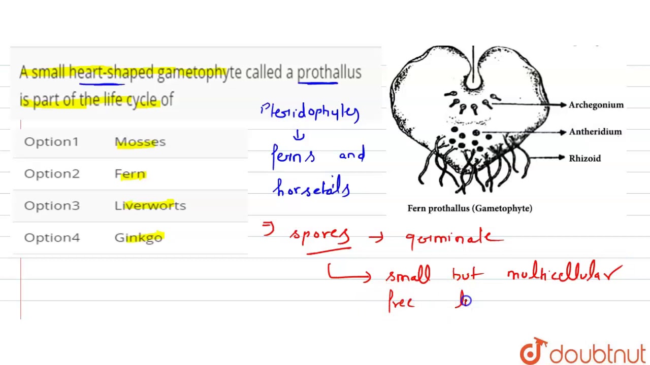 A small heart-shaped gametophyte called a prothallus is part of the ...