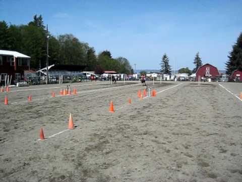 Tracey & Breeze - Stilly Fig. 8  WWGA 4-10.AVI