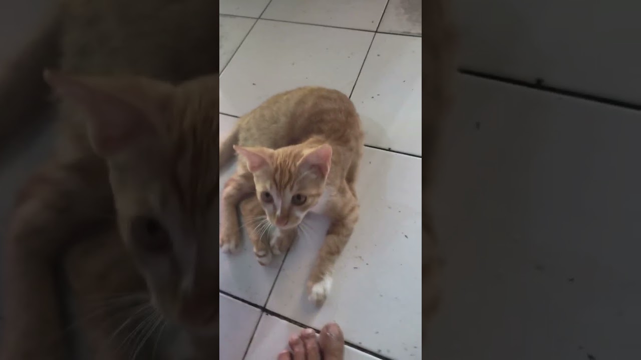 kucing lucu #kucinglucu #shorts - YouTube