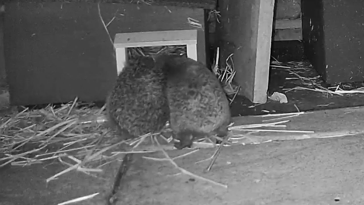 Hercule and Hastings - hog jam…. - YouTube