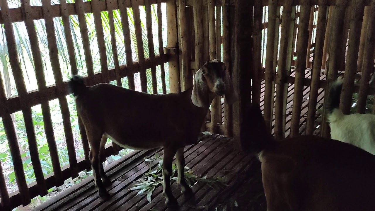 Cebu Goat Farm: Ready to bred Anglo nubian - YouTube