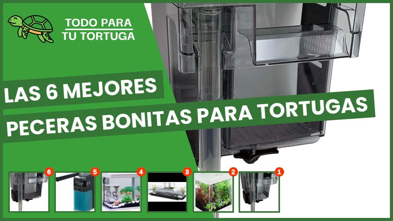 Las 6 mejores peceras bonitas para tortugas - YouTube