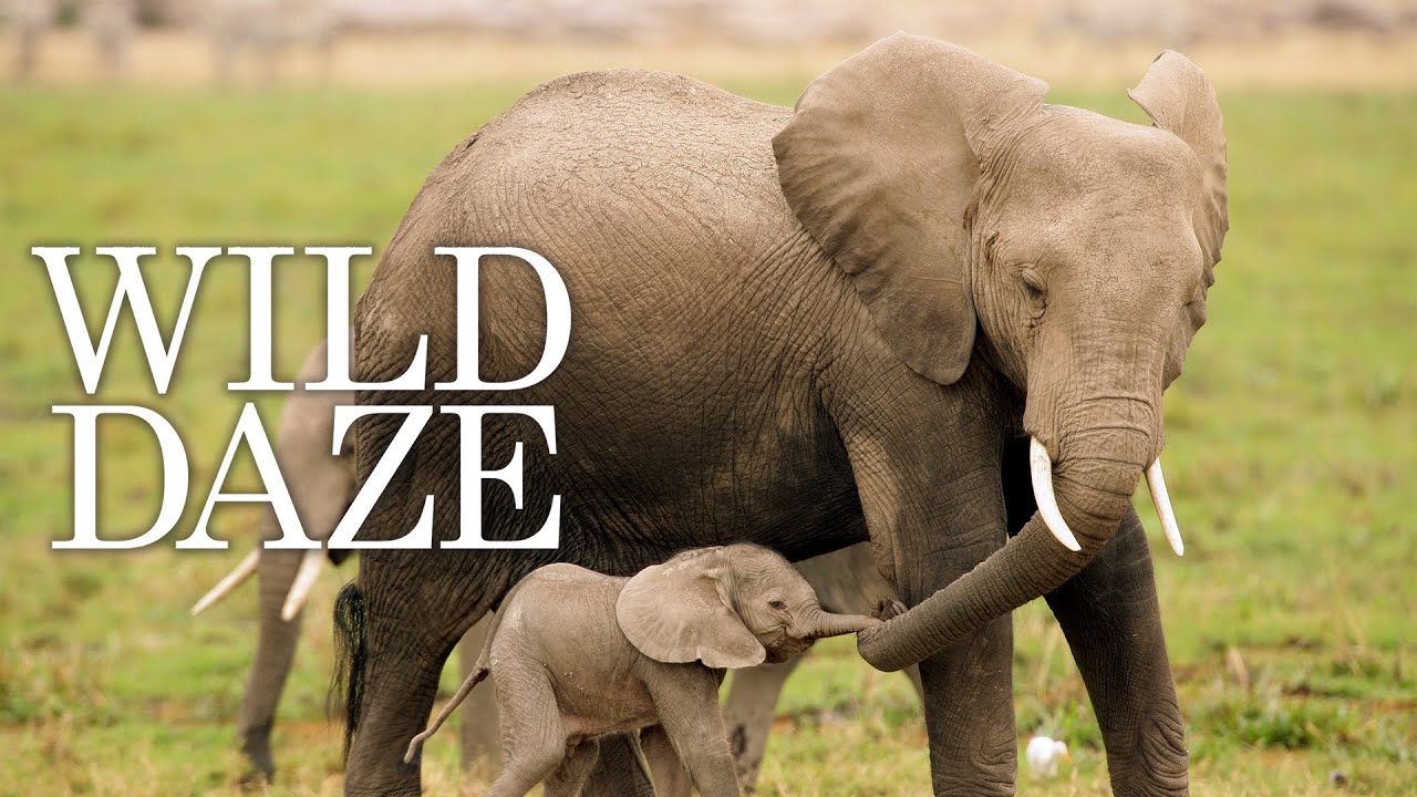 Wild Daze - Official Trailer (Keith David, Jane Goodall) - YouTube