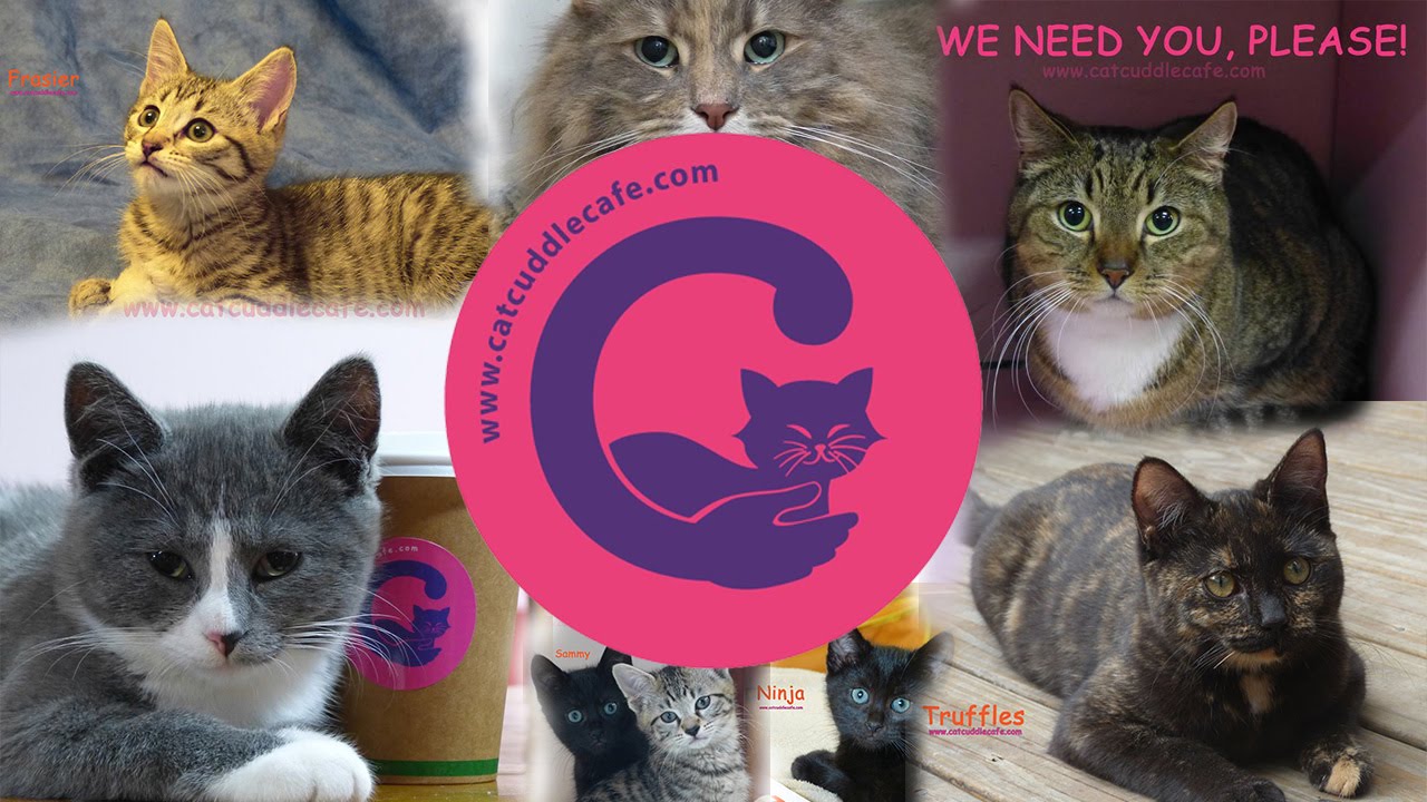 Welcome to the Cat Cuddle Cafe! - YouTube