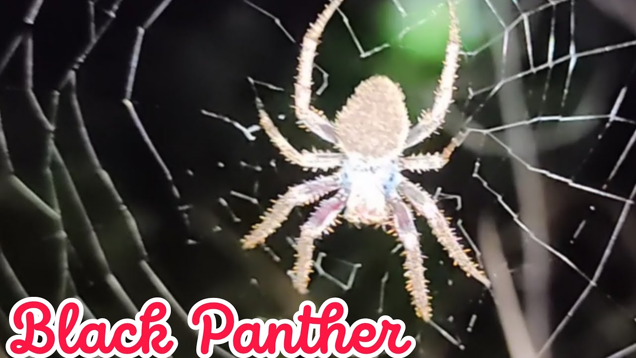 #Spider Hunting/Night Hunting/Black Panther - YouTube