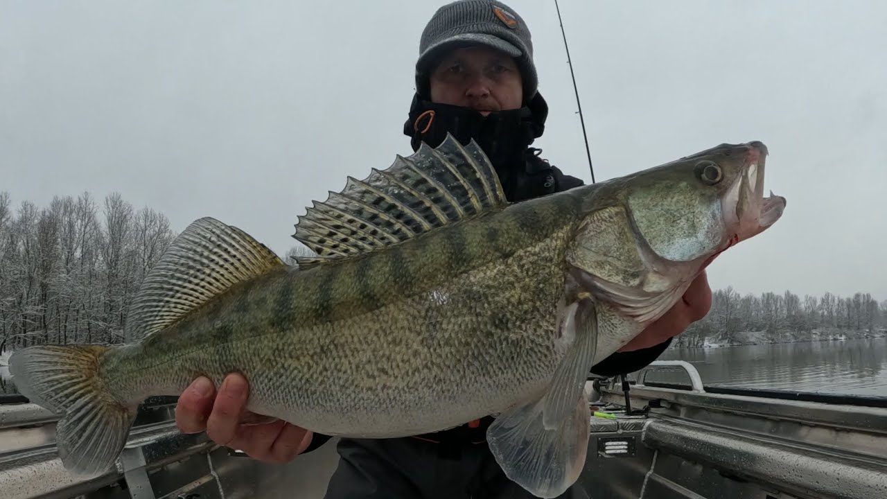 PREDATOR FISHING CROATIA - SAWAMURA ONE UP SHAD - YouTube