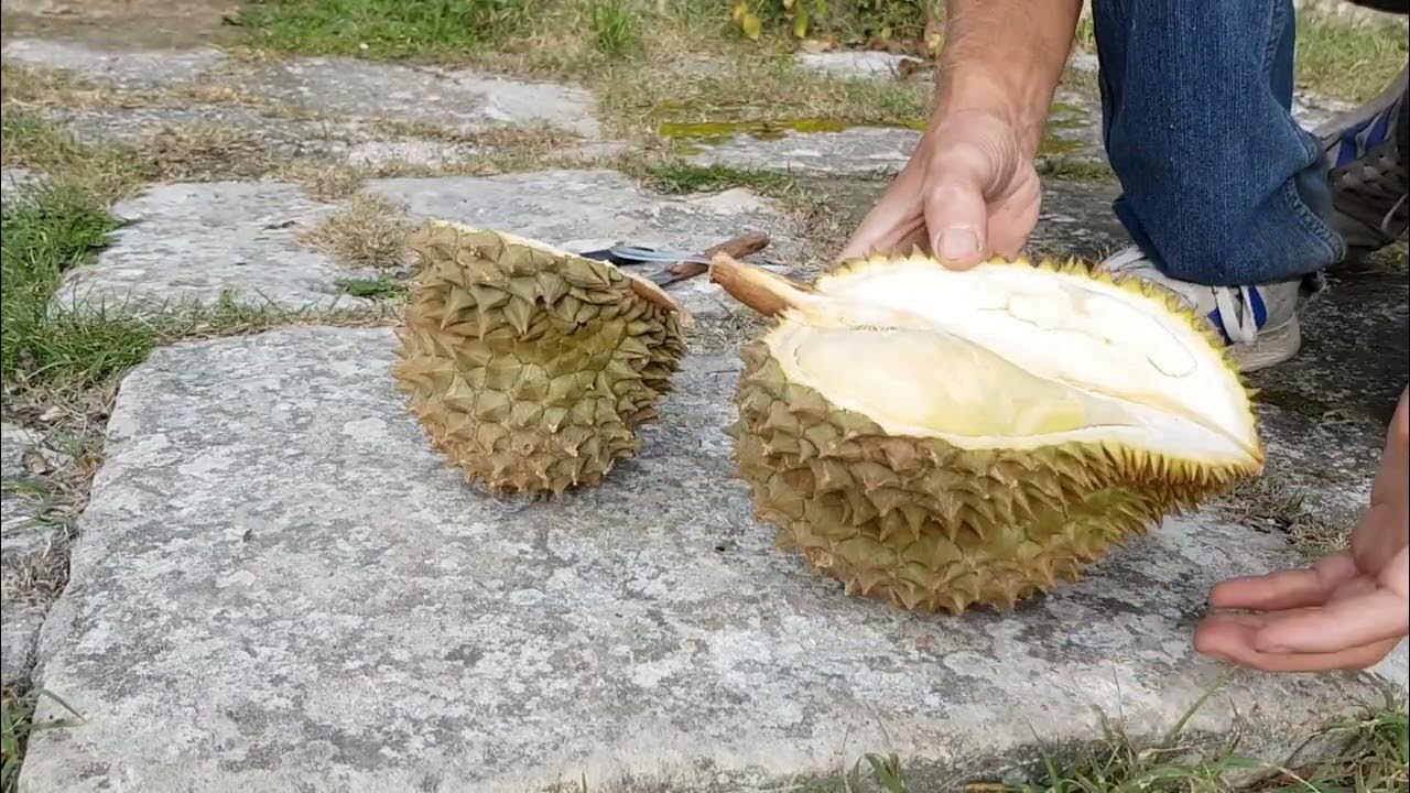 Comment choisir et manger un durian ? - YouTube