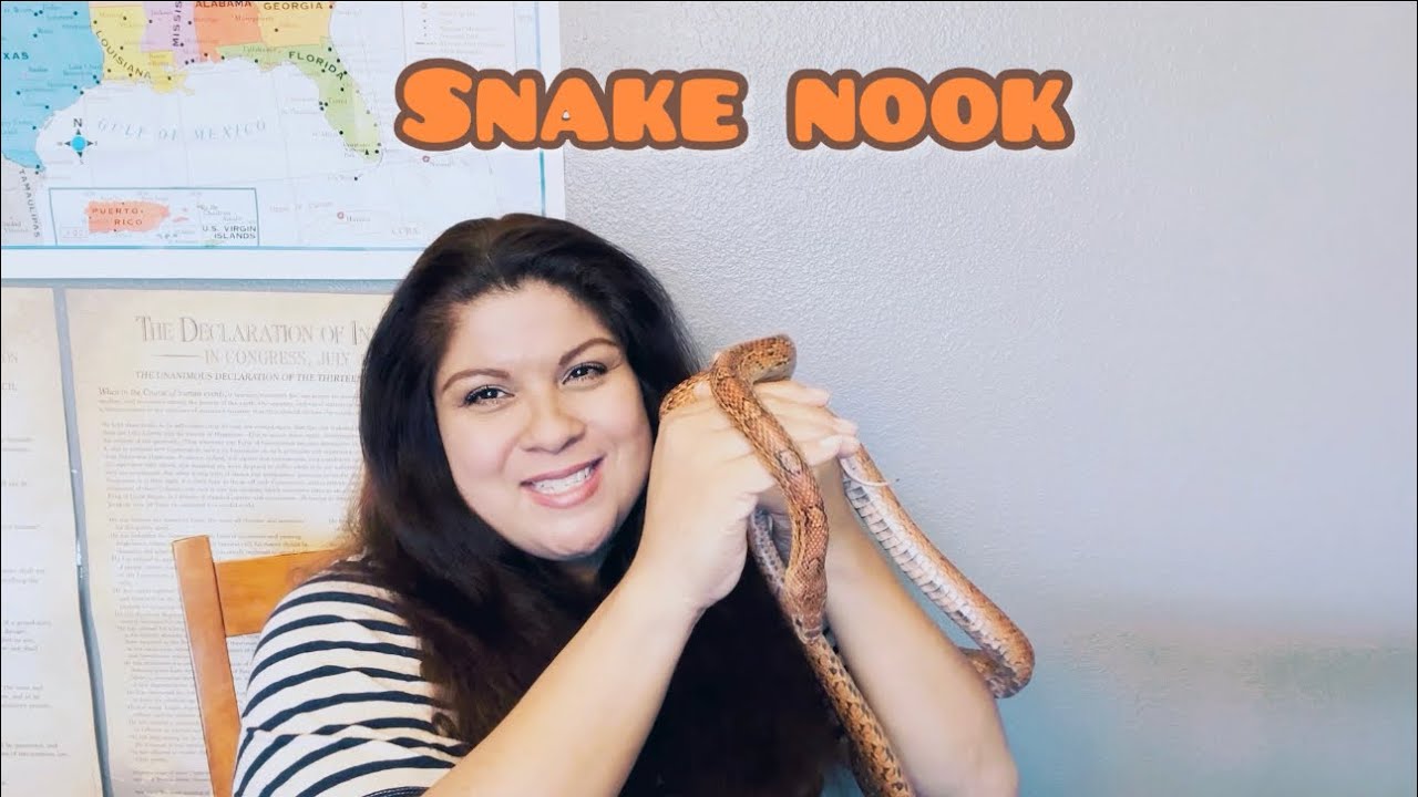 A corn snake in the classroom! - YouTube