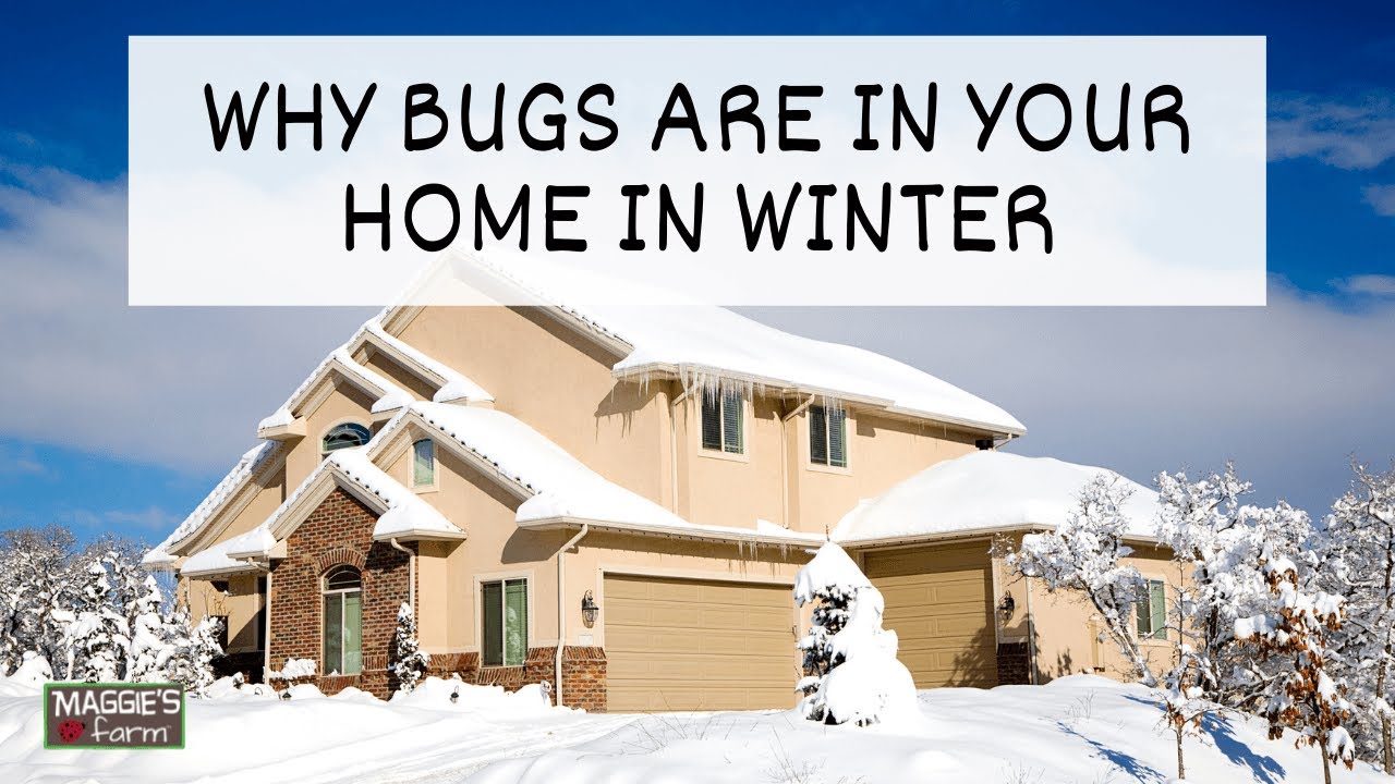 Why Bugs Are in Your Home in Winter - YouTube