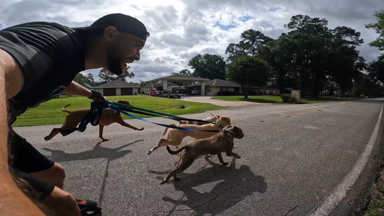 Hitting 16 mph with a pack of 4 dogs while rollerblading. - YouTube