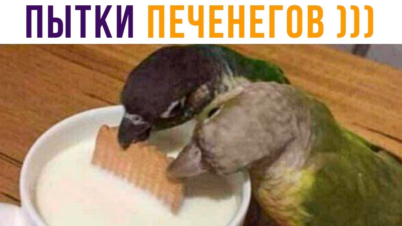Приколы с попугаями. ПЫТКИ ПЕЧЕНЕГОВ, 1036 ГОД))) | Мемозг #457 - YouTube