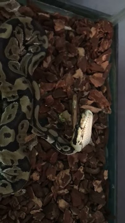 Broken Snake ( Ball Python) - YouTube