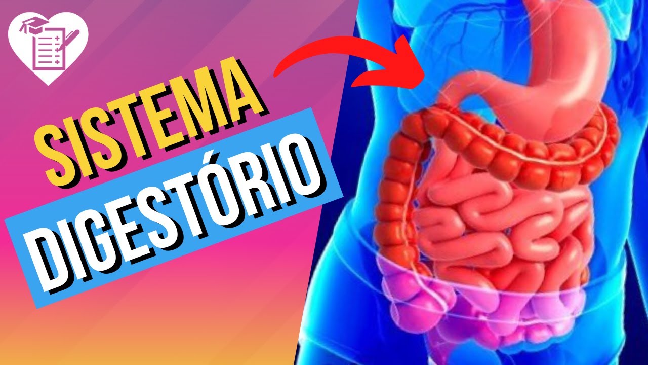 Curiosidades Sobre O Sistema Digestório - FDPLEARN