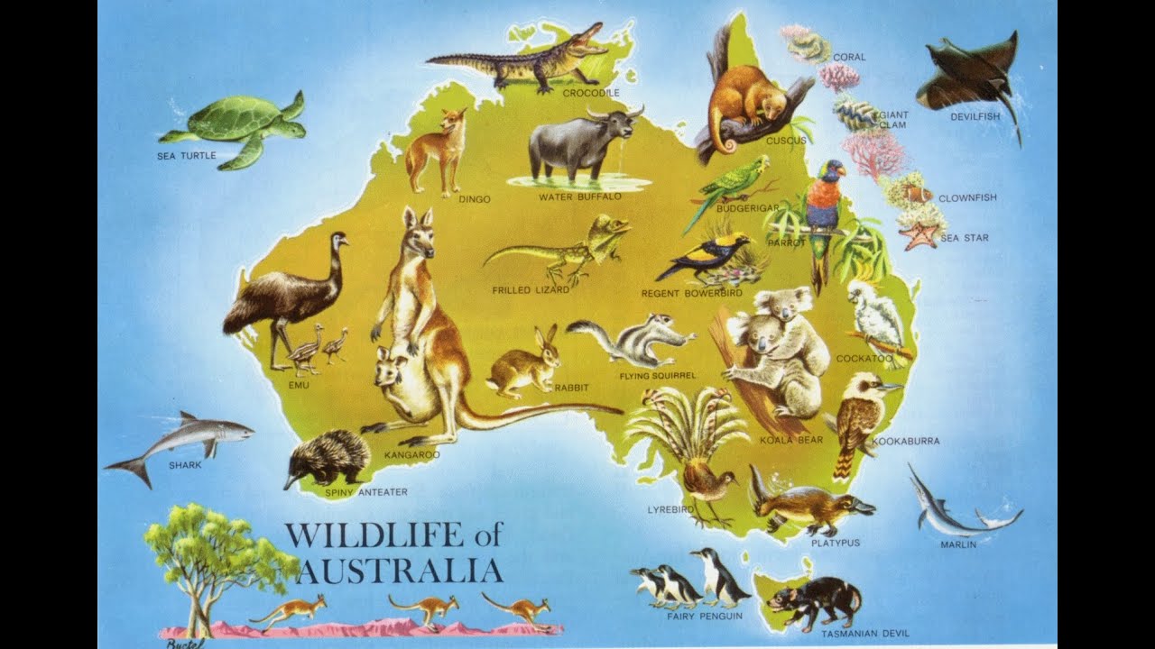Animal voices of AustraliA - YouTube