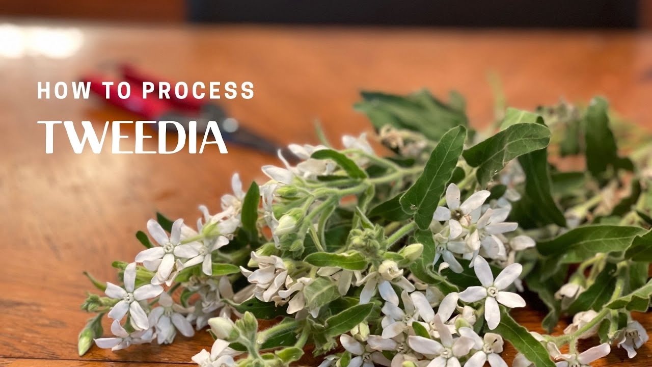 How to Process and Prepare Tweedia - YouTube