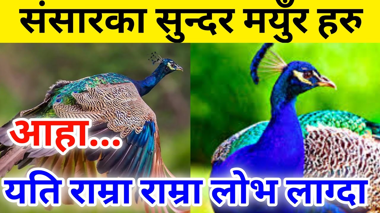 यस्तो मयुर देख्नुभएको छ ? || Most Beautiful Peacocks in the World ...