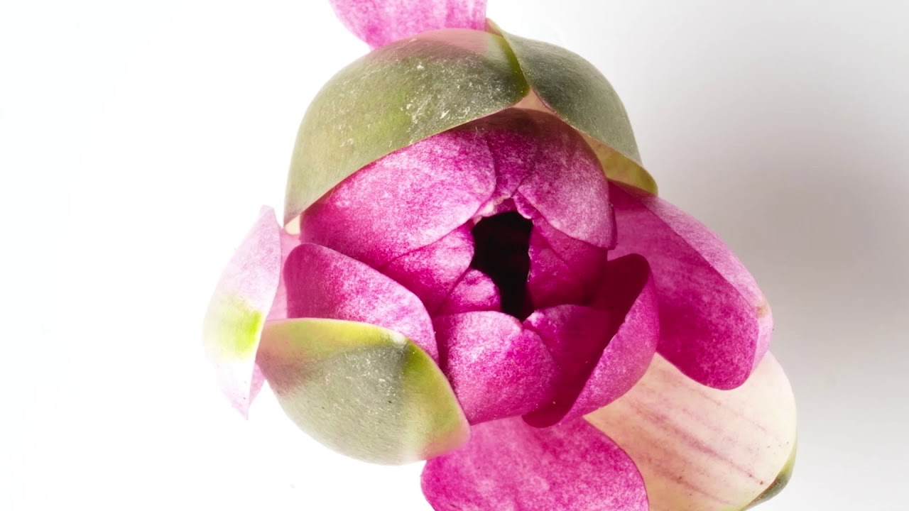 Bionic Flower – What can we learn from plants? - YouTube