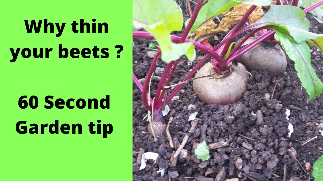 Thin the beets here is why - 60 Second Garden Tip - YouTube