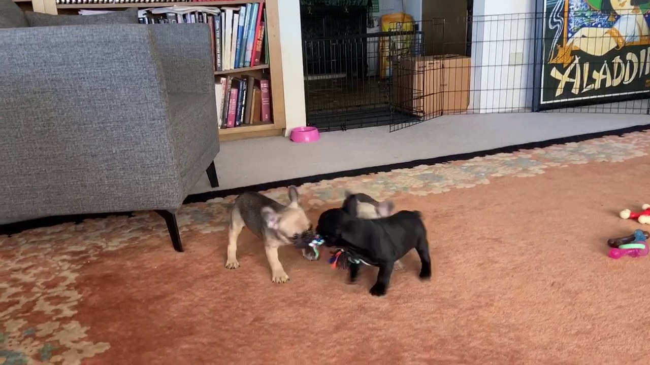PuppyFinder.com : Puppies Playing - YouTube