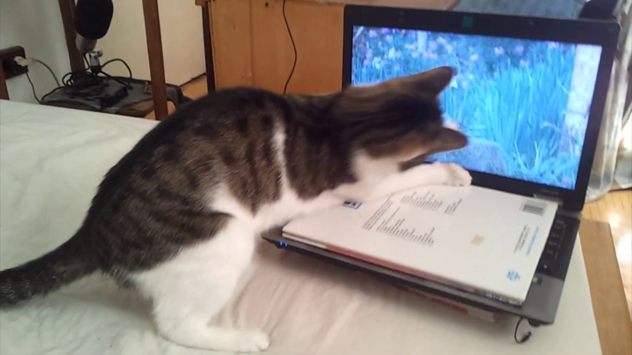 Cat lunges at computer screen to catch the bird - YouTube