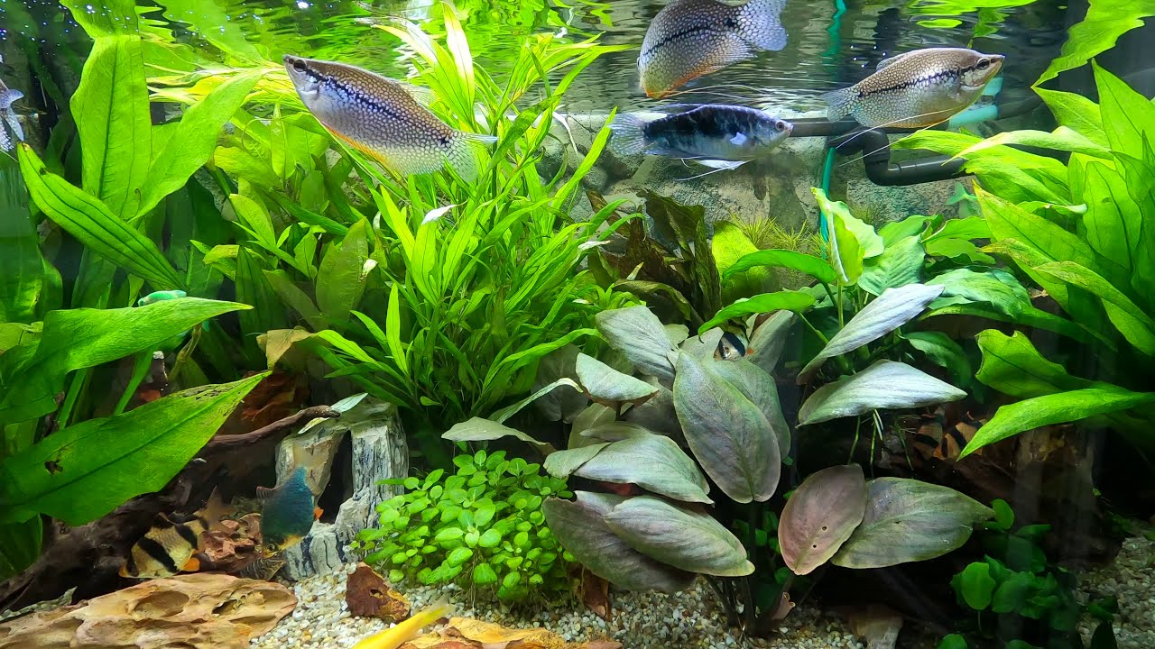 Relaxing aquarium in 4k - YouTube