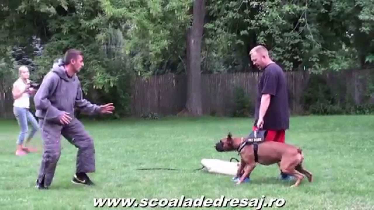 boxer personal protection training,attack,bite - YouTube