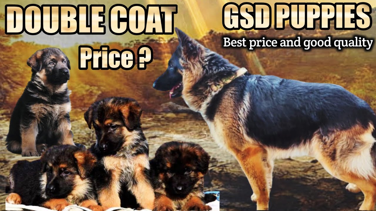 LOW PRICE मे | Double coat german shepherd puppies for sale | gsd ...