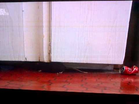 Rat Bites Womans Toe - YouTube