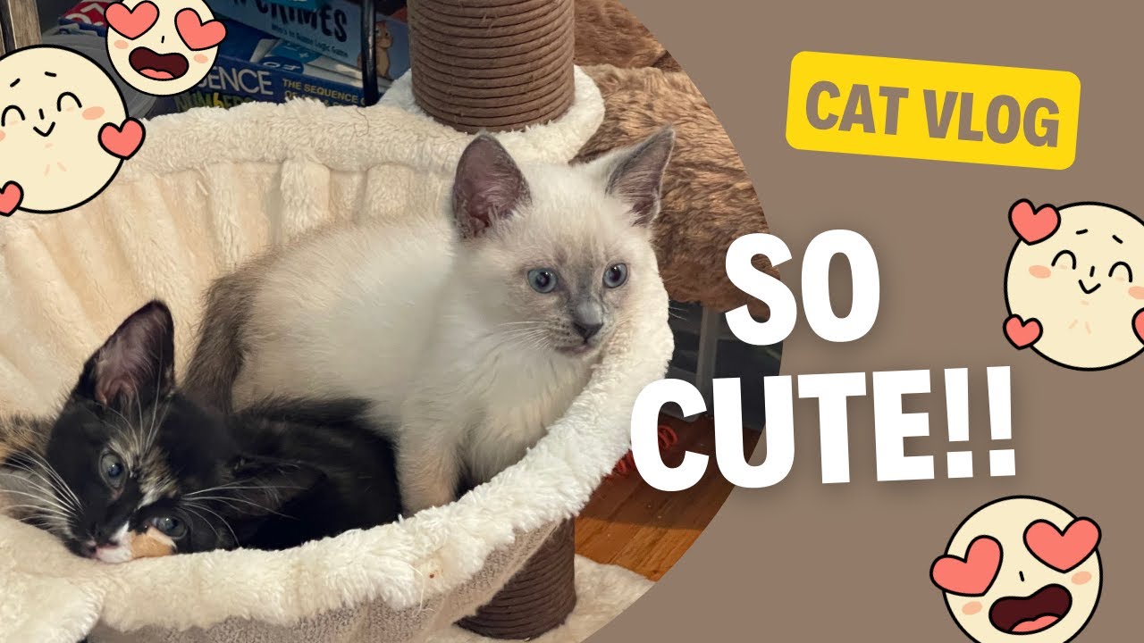 "OMG, Too Cute! 🐾 My Kittens’ YouTube Debut!" - YouTube