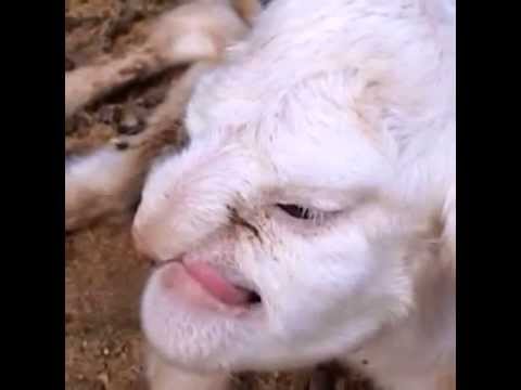 1.A baby Goat with human face - YouTube