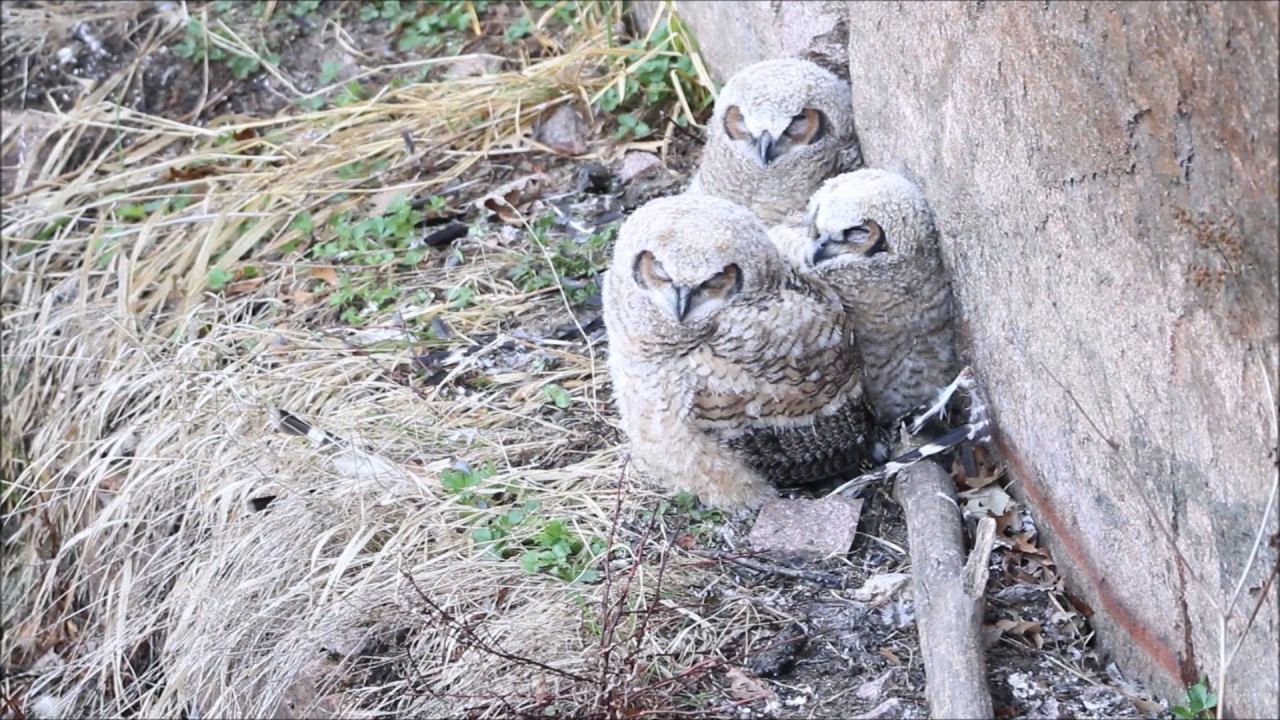 Great Horned Owl chicks snapping their beaks in warning - YouTube