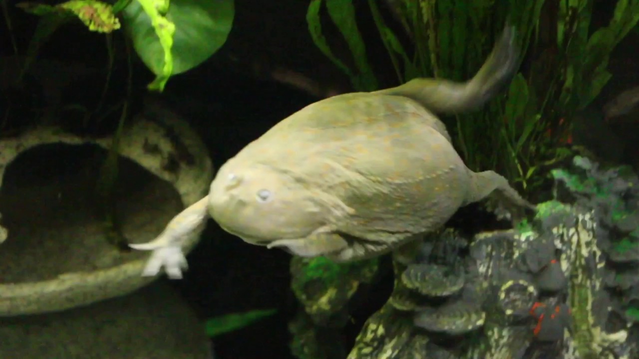 Pancake The Budgett's Frog! 😆😂 - YouTube