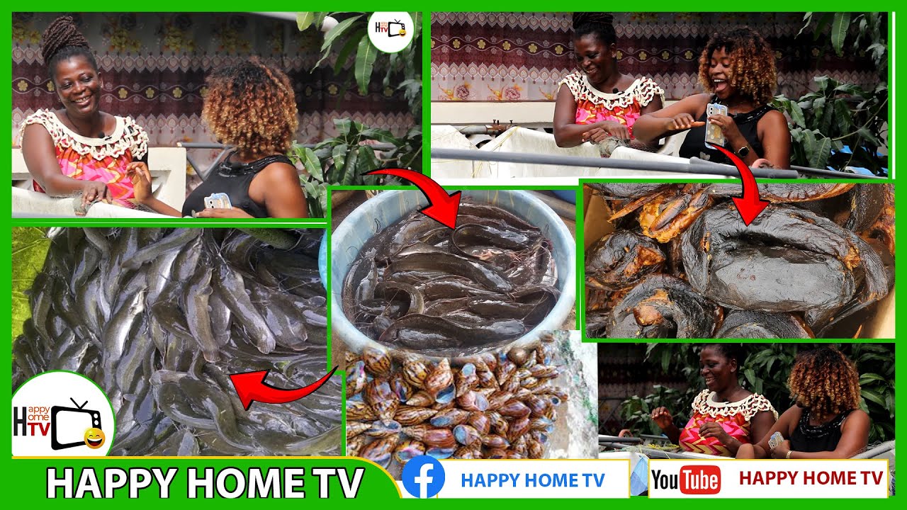 Domestic Catfish Farming | Inside the Most Successful Catfish Farm In ...