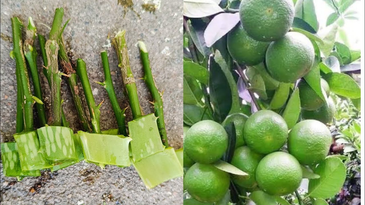 How to came lemon tree plant Root's easliy Mothod 100% success - YouTube