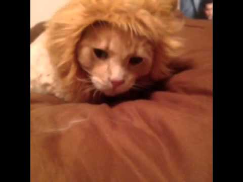 Vine Lion King Cat - YouTube