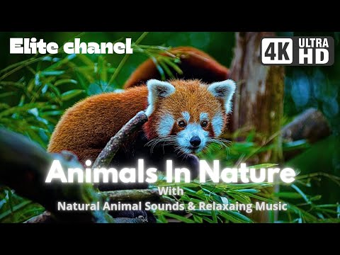 4K Ultra HD Animals In Nature with Natural Sound & Relaxing Music - YouTube