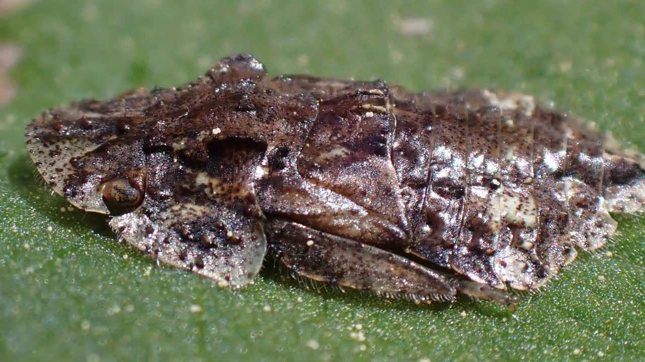 Oorcicade/Eared leafhopper (Ledra aurita) Nimf - YouTube