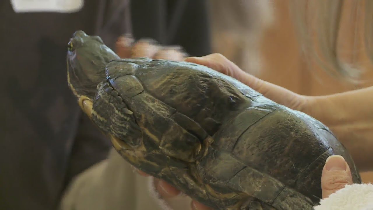 Peanut the turtle is turning 38 this year - YouTube